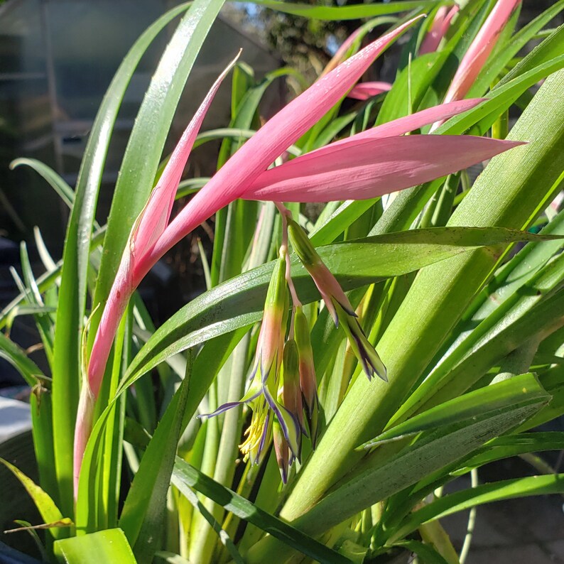 Bromeliad Queens Tears Billbergia nutans 3 Plants Pink Blue | Etsy Bromeliad Queens Tears Billbergia nutans 3 Plants Pink Blue | Etsy