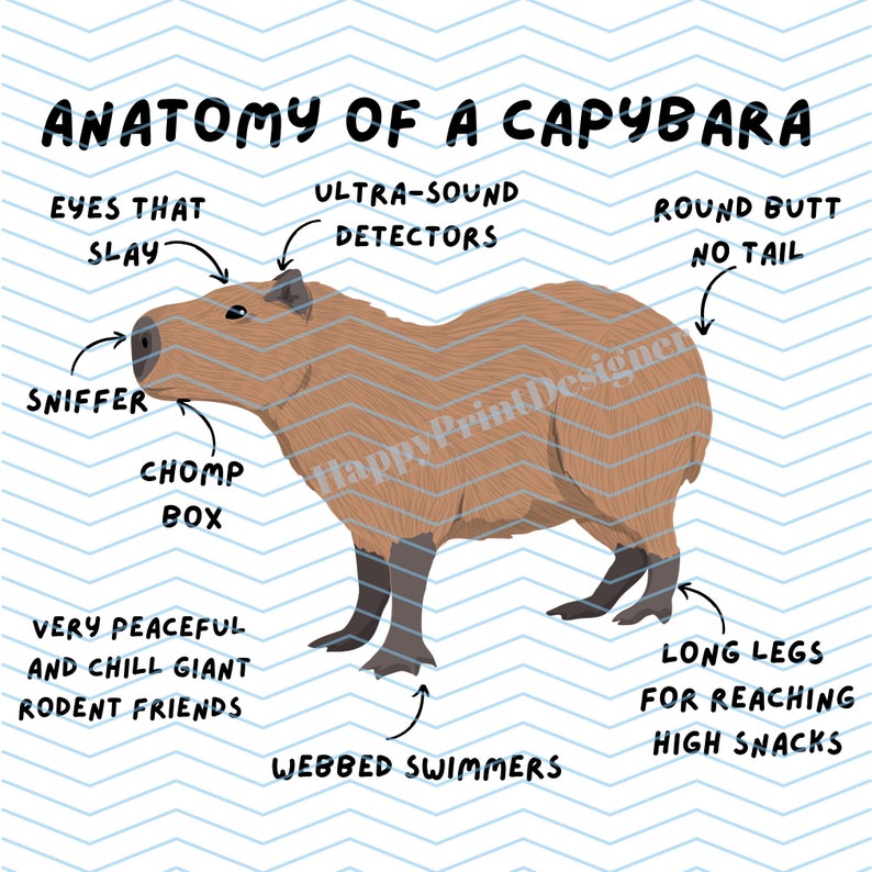 Capybara Mug. Anatomy of a Capybara. 10oz Ceramic Mug. Funny Capybara ...