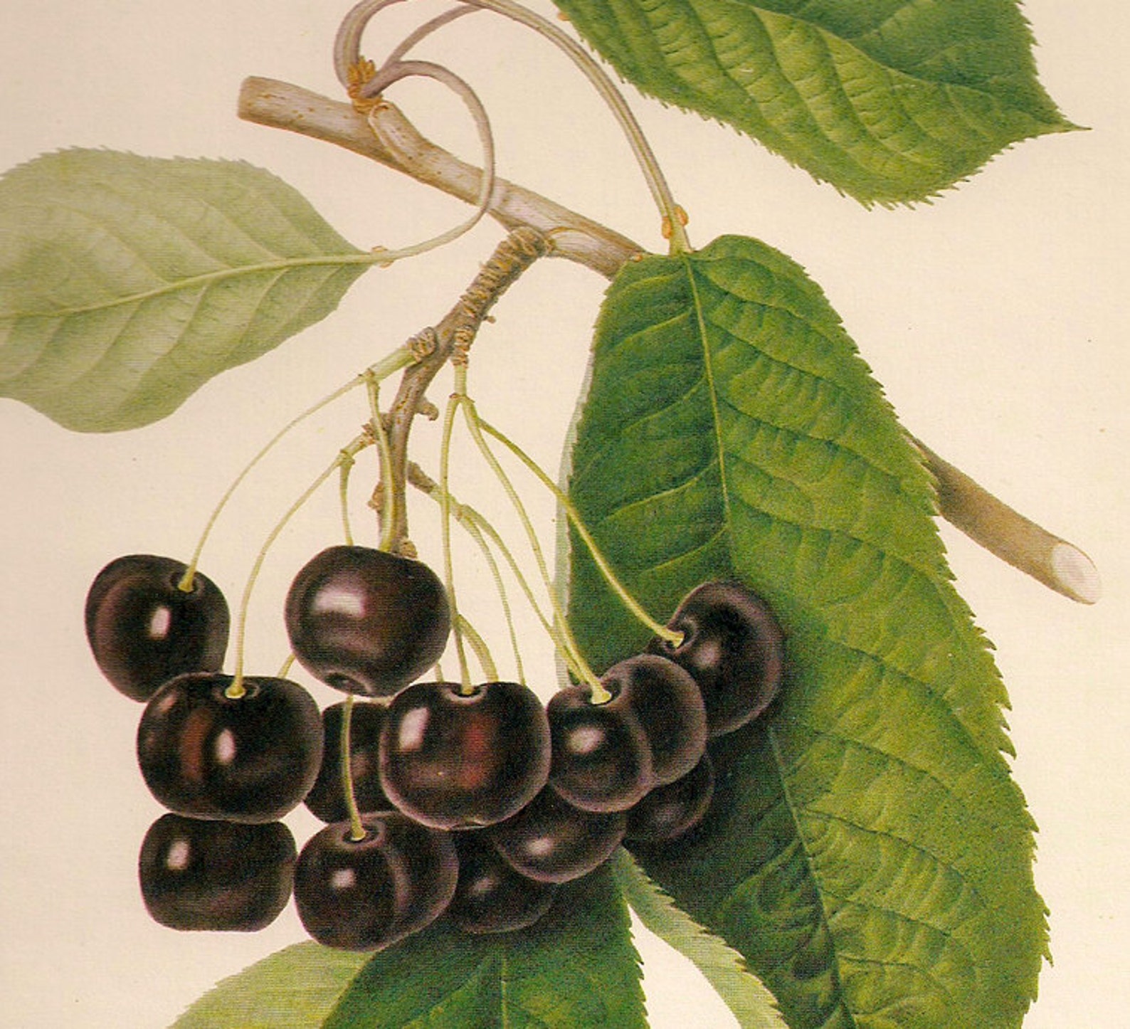 Vintage Botanical Fruit Print Black Cherry Antique Fine Art - Etsy