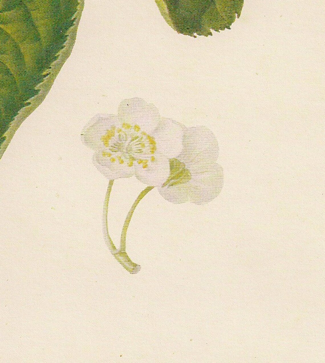 Vintage Botanical Fruit Print Black Cherry Antique Fine Art - Etsy