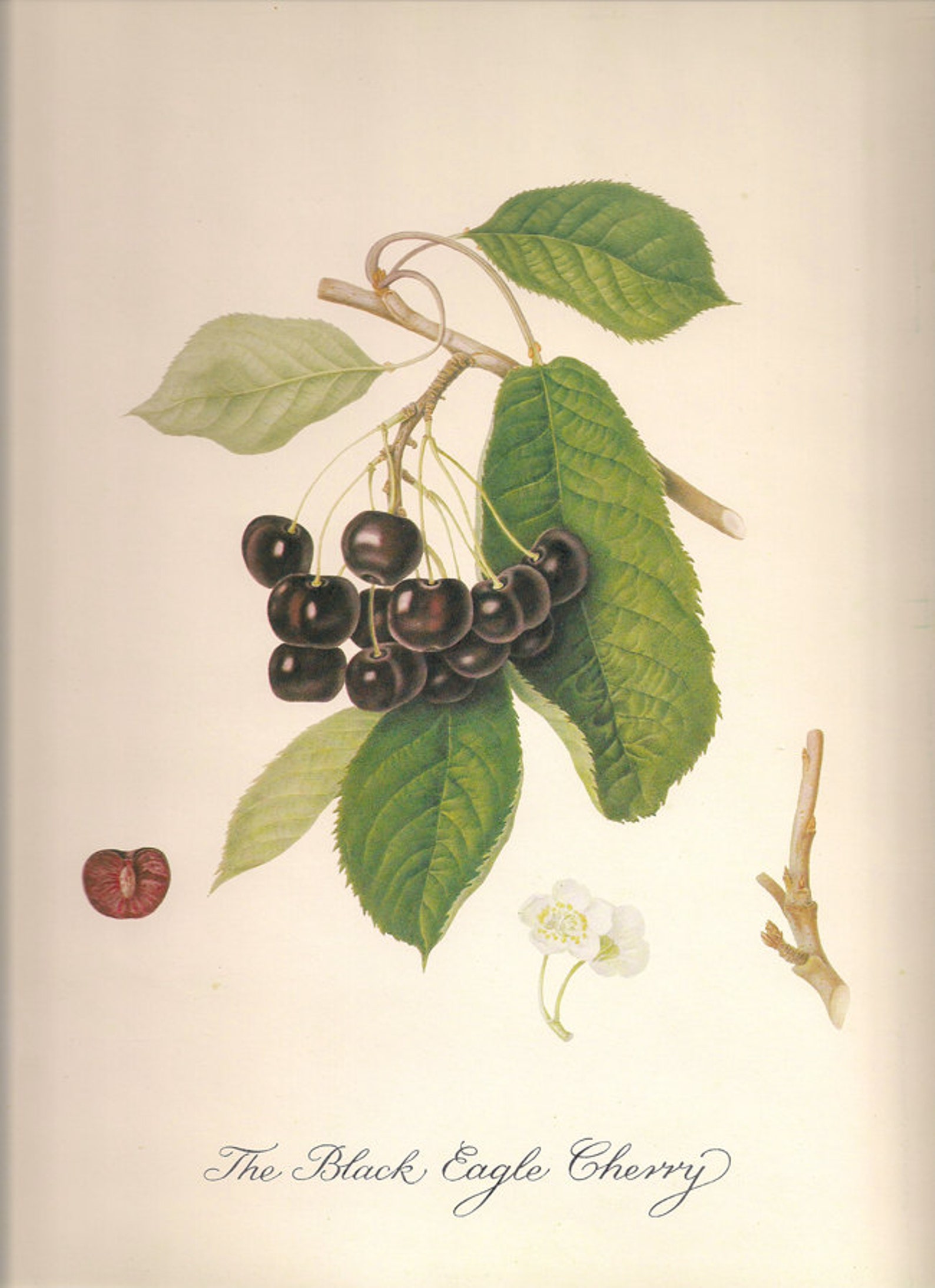 Vintage Botanical Fruit Print Black Cherry Antique Fine Art - Etsy