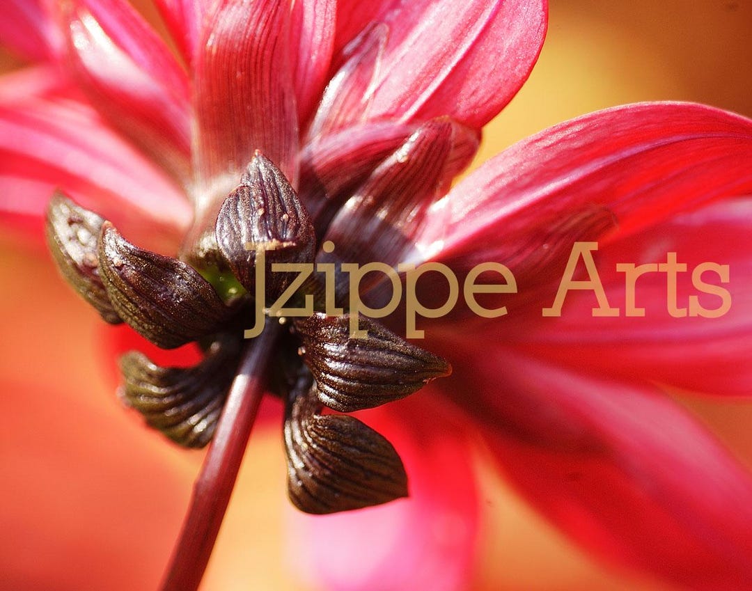 Magenta Flower Picture, Magenta Wall Art, Pink Flower Photograph ...