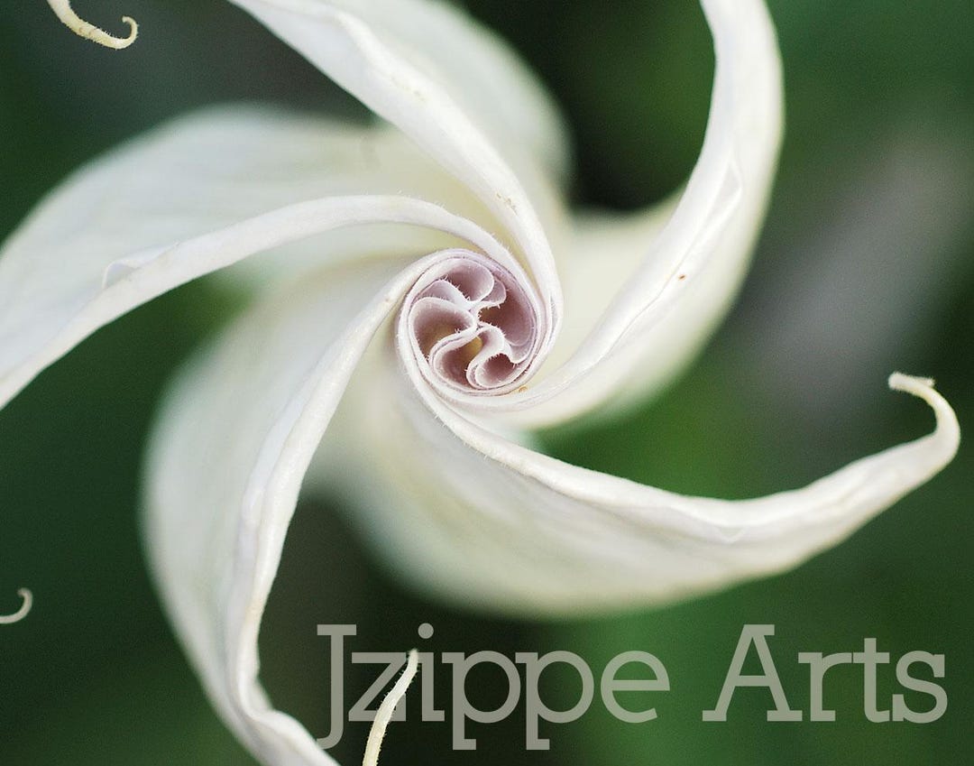 Circle of Life, Wheel of Life, Nature Swirl Pattern Flower, Pinwheel ...