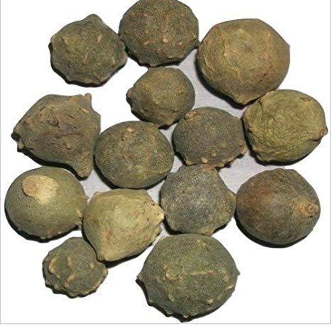 Maju Phal Powder: Quercus Infectoria, Manjakani - Magic Nut by BHT - Etsy