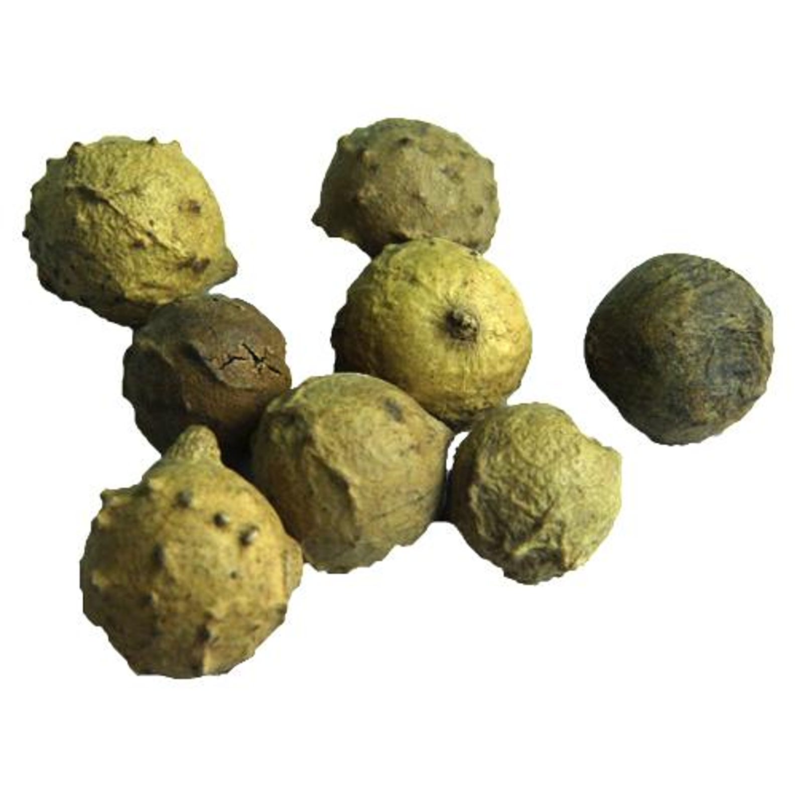 Maju Phal Powder: Quercus Infectoria, Manjakani - Magic Nut by BHT - Etsy