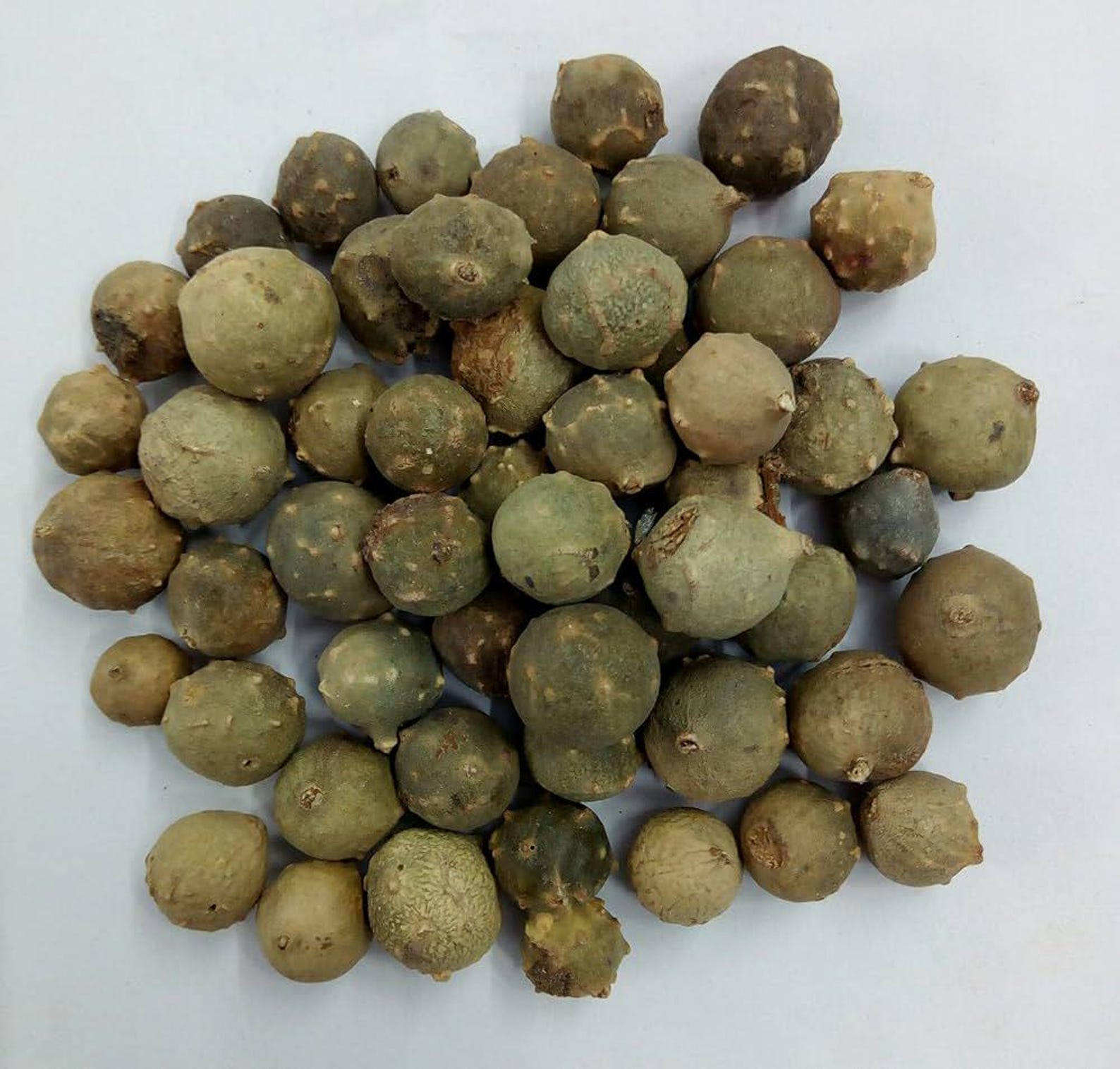 Maju Phal Powder: Quercus Infectoria, Manjakani - Magic Nut by BHT - Etsy