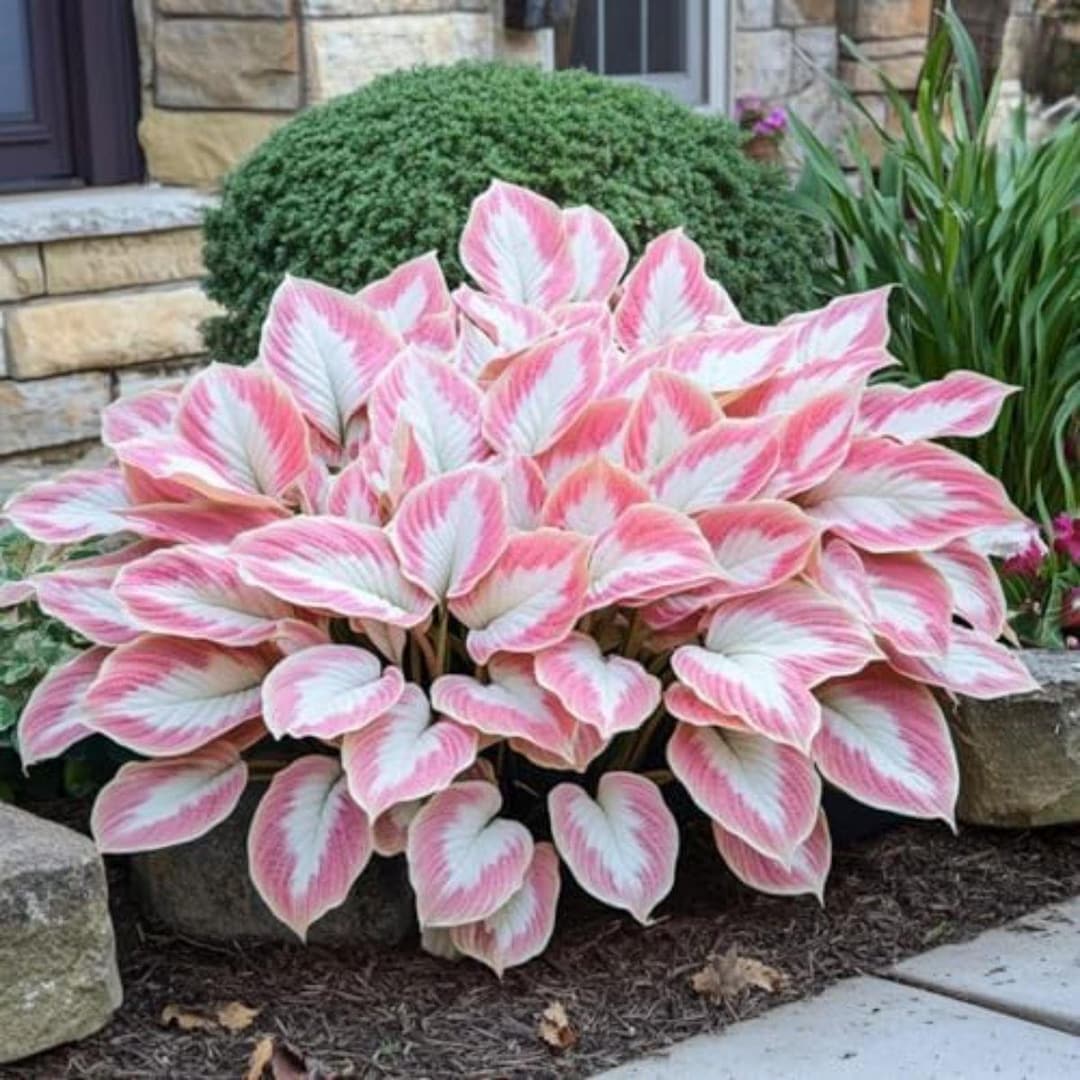 300PCS Rare Pink Hosta Seeds – Shade-loving Perennial Foliage for Shady ...