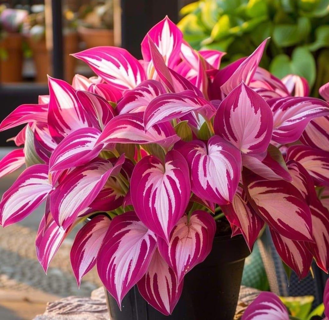290+ Pink Hosta Seeds – Perennial Heirloom Non-gmo for Bonsai Decor and ...