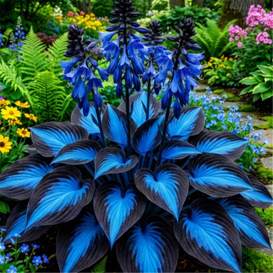 390+ Rare Blue & Black Hosta Seeds – Perennial Shade Plants With Heart ...