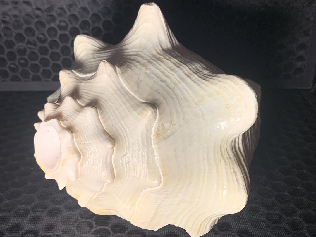 Blow Like a Bugel Conch Shell Trumpet Vintage 1991 - Etsy