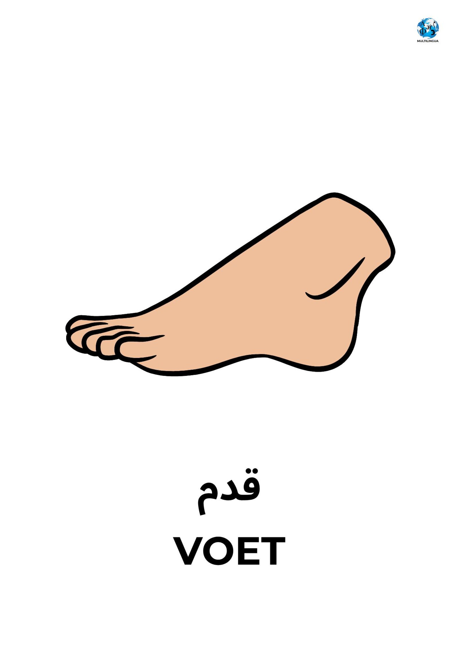 Arabic–dutch Flashcards – Body Parts | Printable PDF for Kids (AR–NL ...