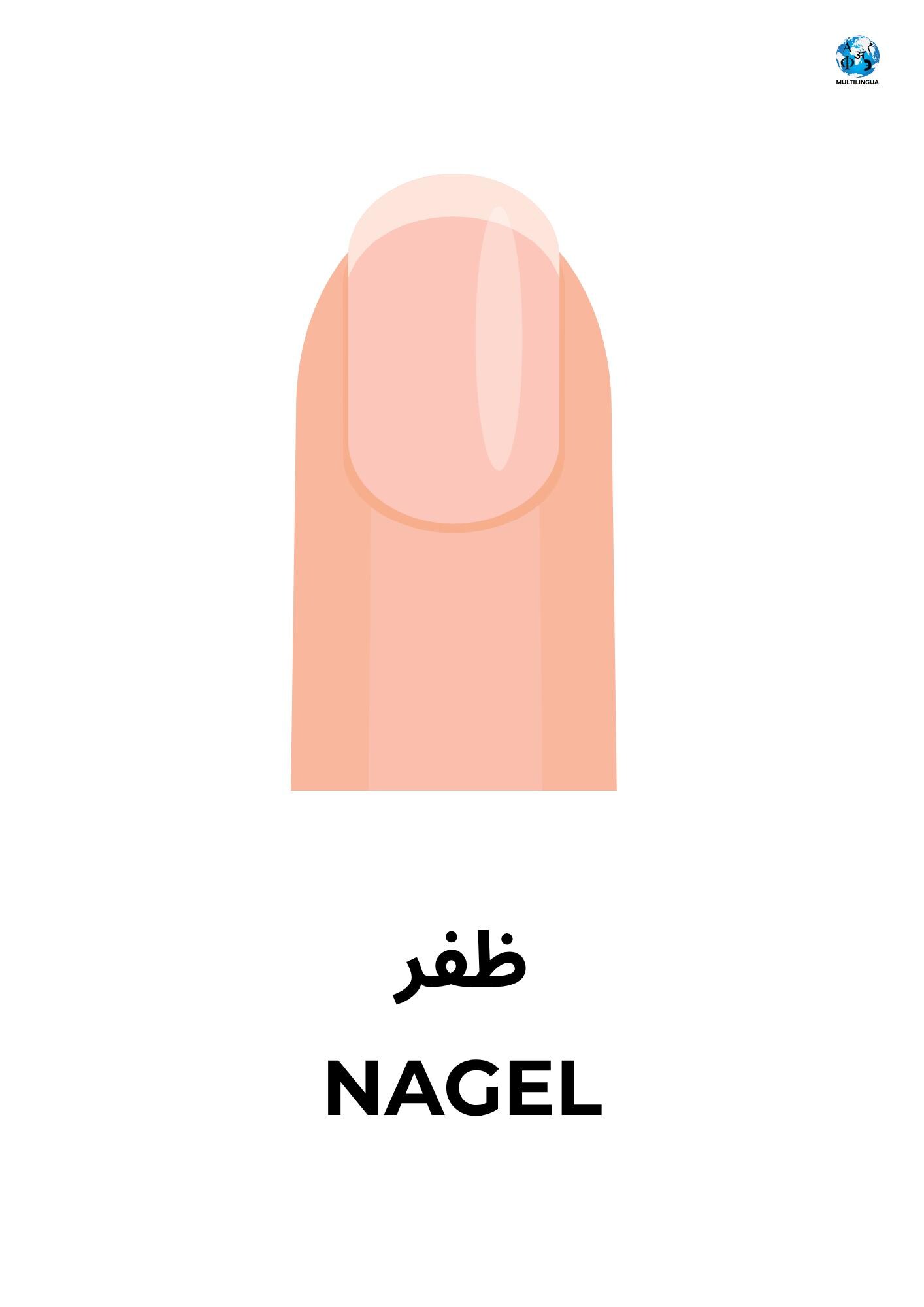 Arabic–dutch Flashcards – Body Parts | Printable PDF for Kids (AR–NL ...