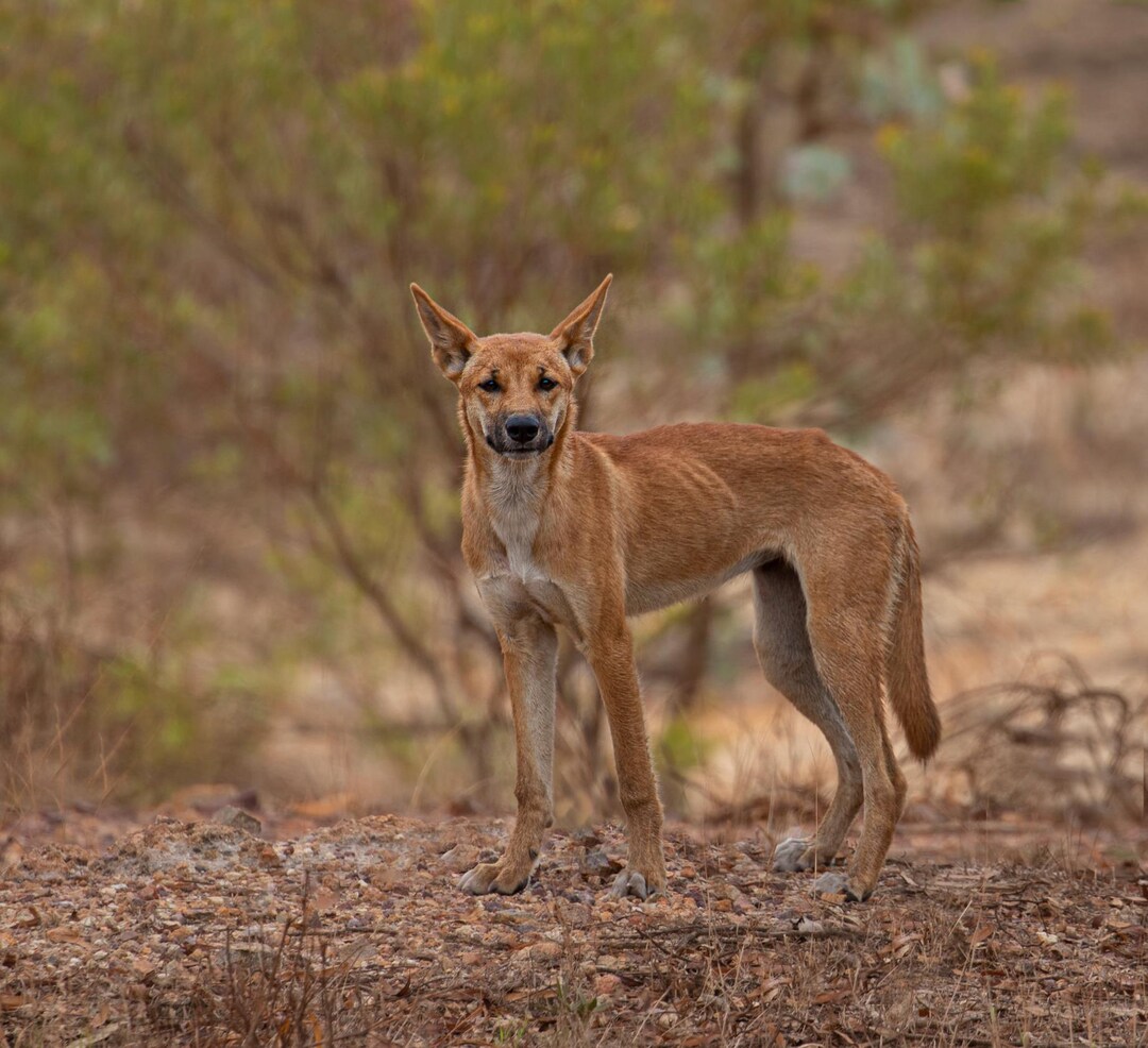 Dingo Wall Art Printable – Australian Rural & Outback Digital Download ...