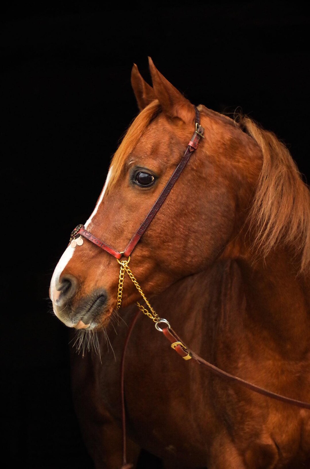 Custom Horse Show Halter: Arabian Style, Personalized Design - Etsy Canada