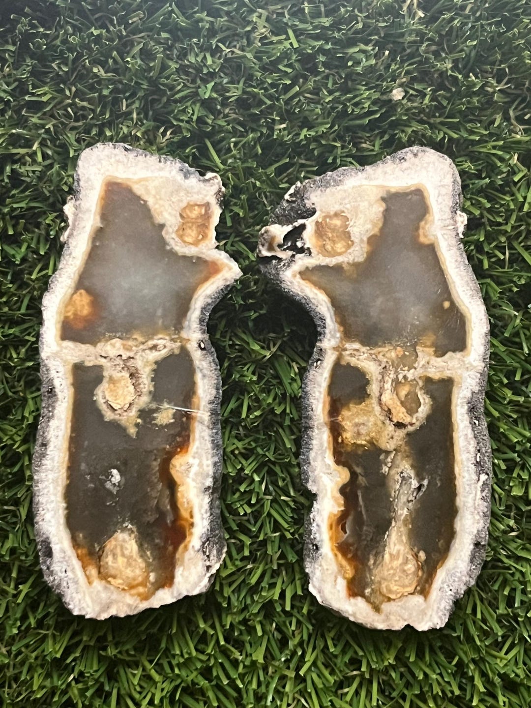 Agatized Coral Geode Pair From Tampa Bay Florida. UV Reactive - Etsy