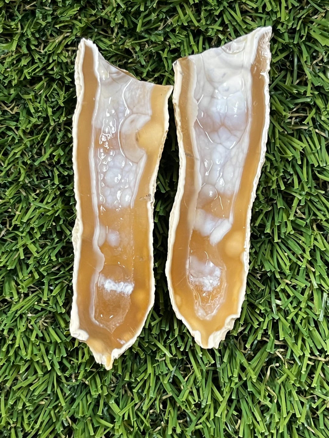 Agatized Coral Botryoidal Geode Pair From Tampa Bay Florida - Etsy