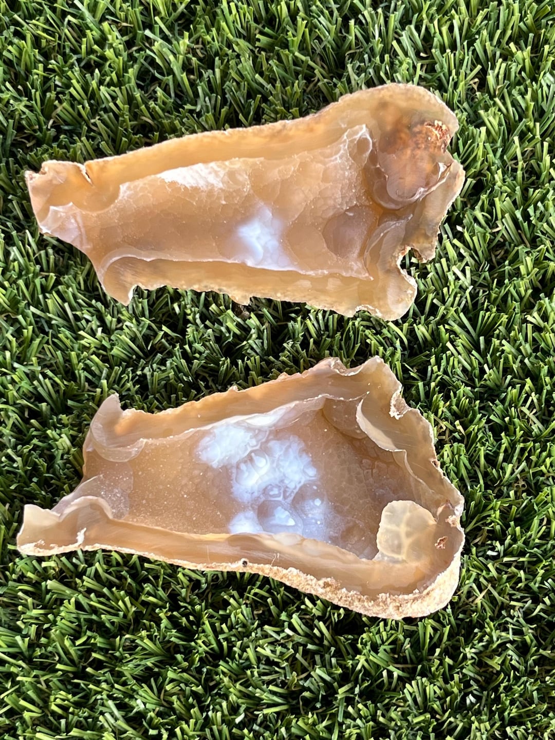 Agatized Coral Geode Pair: Rare Colors, UV Reactive, Tampa Bay Florida ...