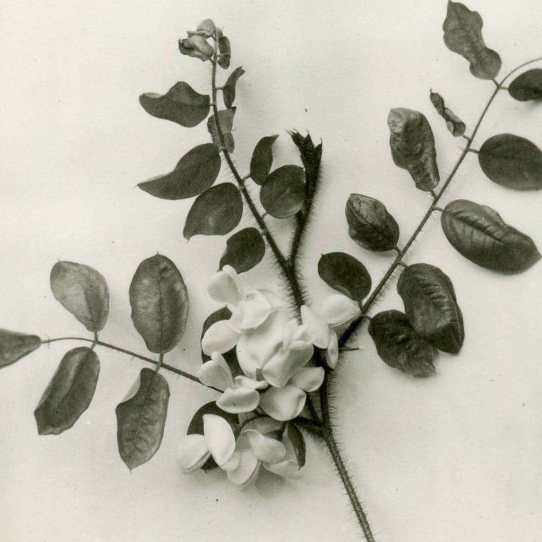 BEAUTIFUL Vintage Photograph - "the Perfect Sample of Nature ...