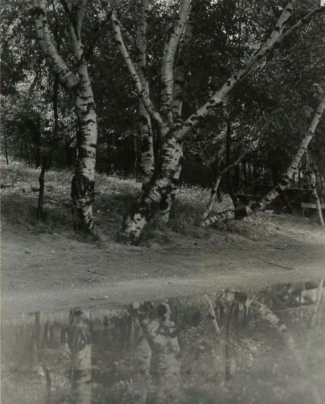 Vintage Photo - "welcome to Spooky Pond" - Tree Forest Woodland - 44 - Etsy