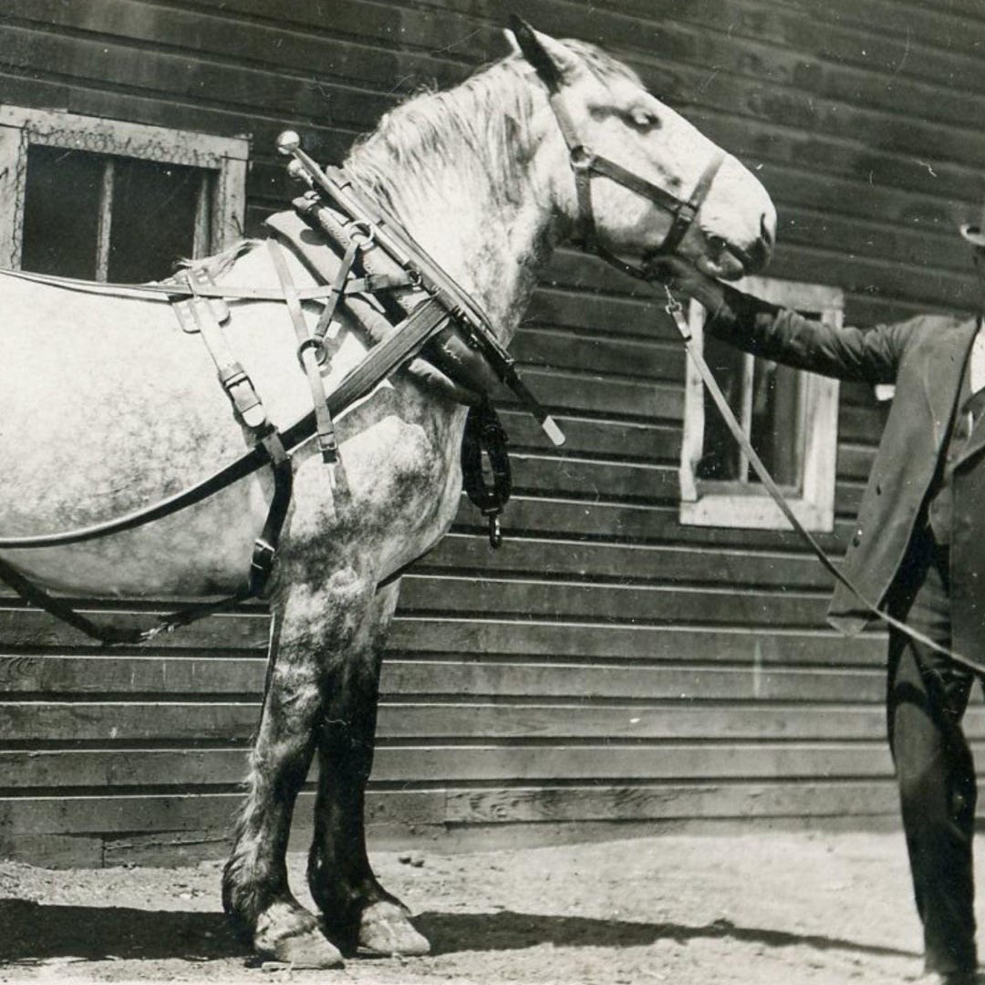 Antique Photograph, Circa 1900s - "the Stocky King" - Man and Large ...