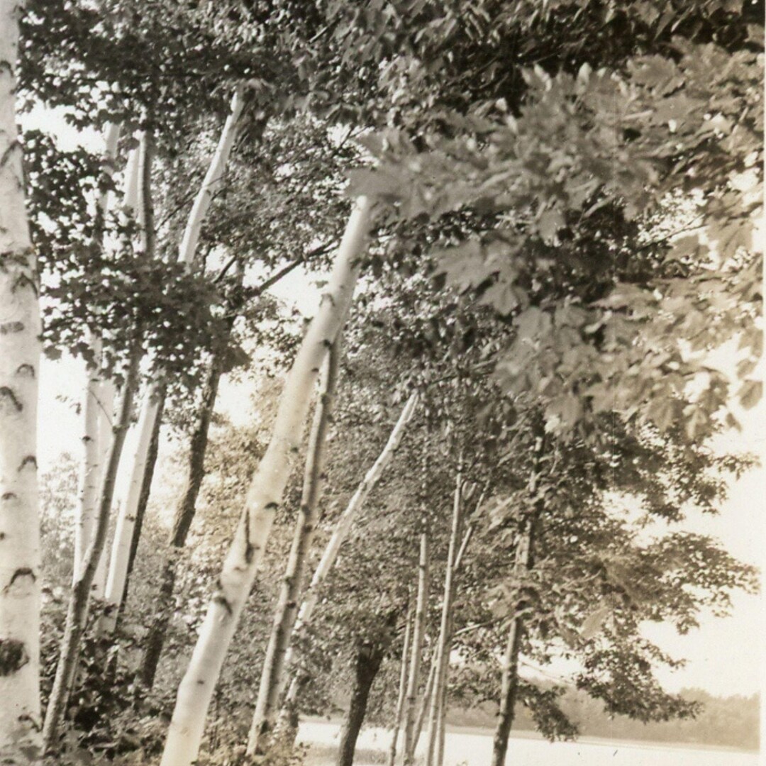 Vintage 1935 Photo - "angela's Secret Forest" - Beautiful Landscape ...