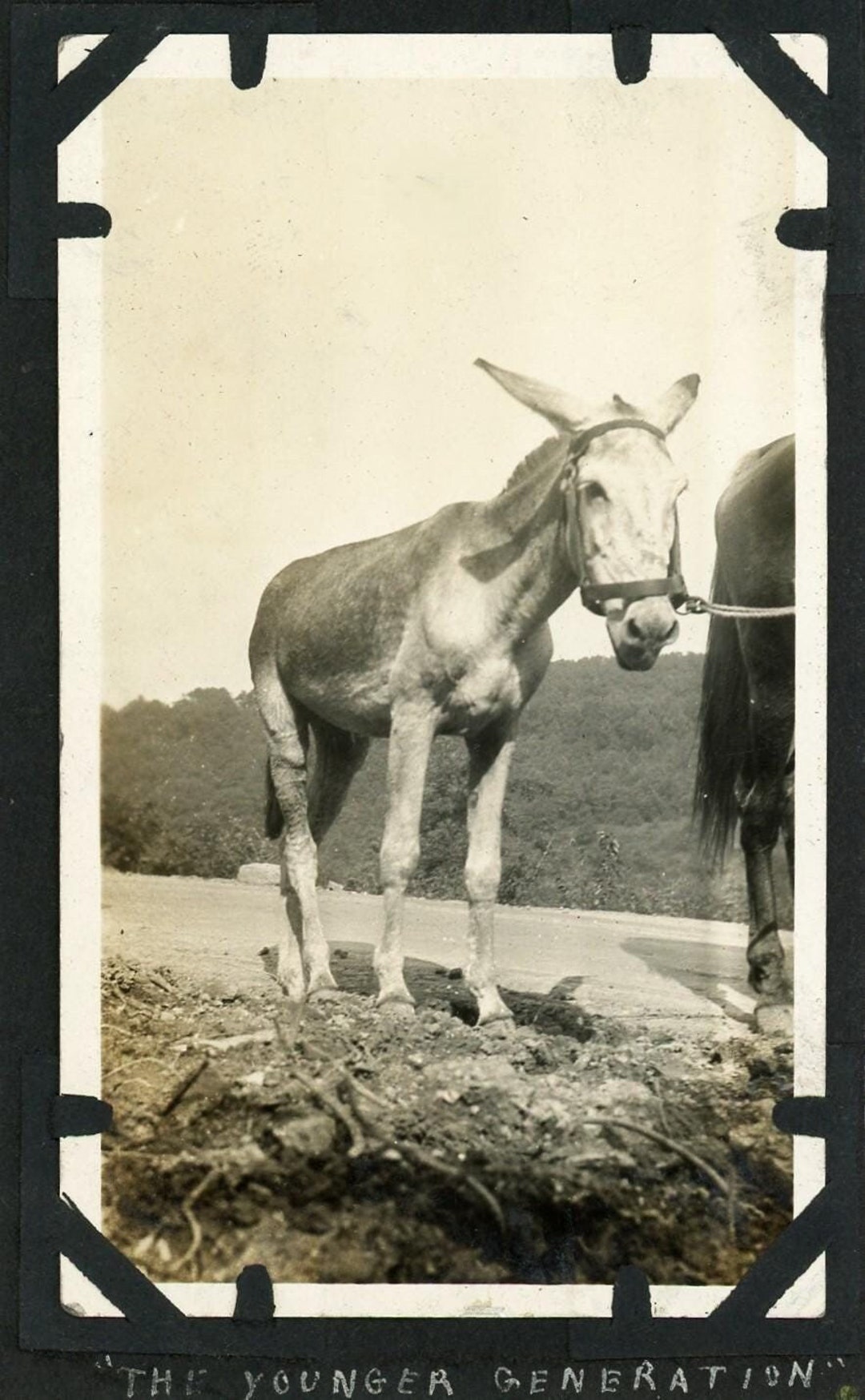 Antique Photograph - "the Younger Generation" - Photo Attached to Album ...