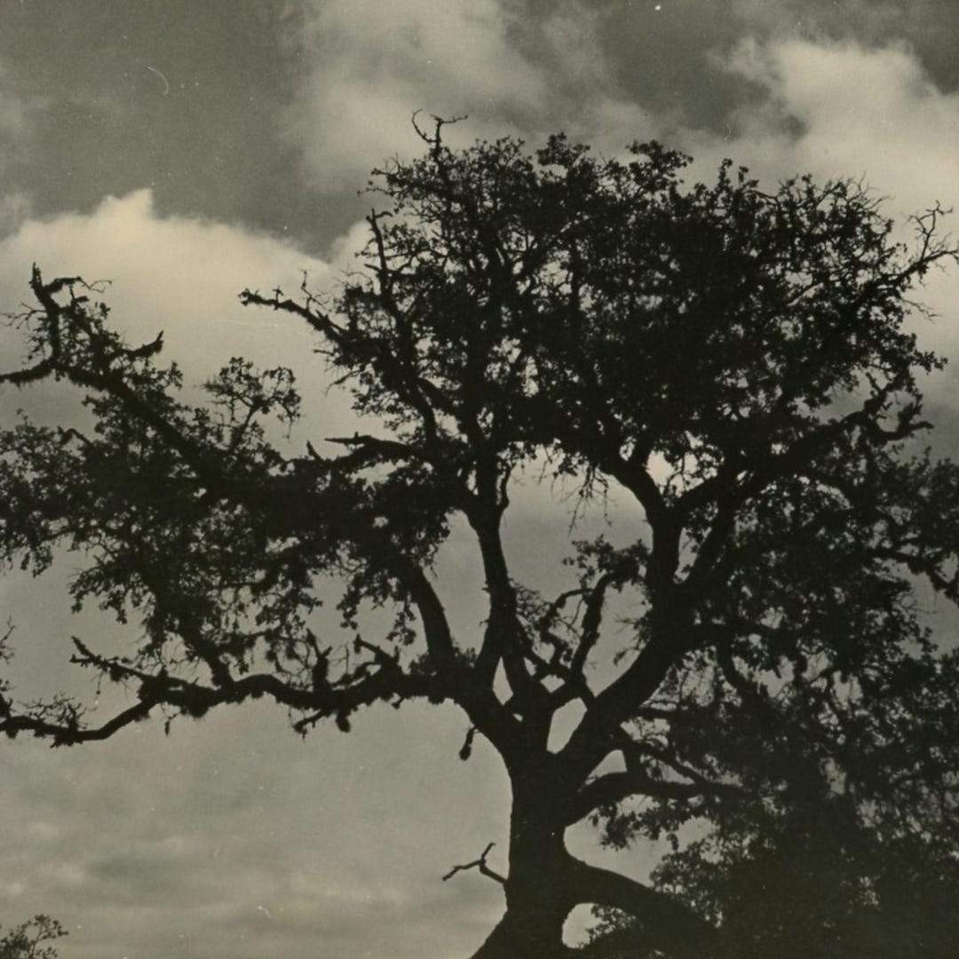 Vintage Photo - "the Forgotten Tree" - Sky Clouds, Landscape Nature ...