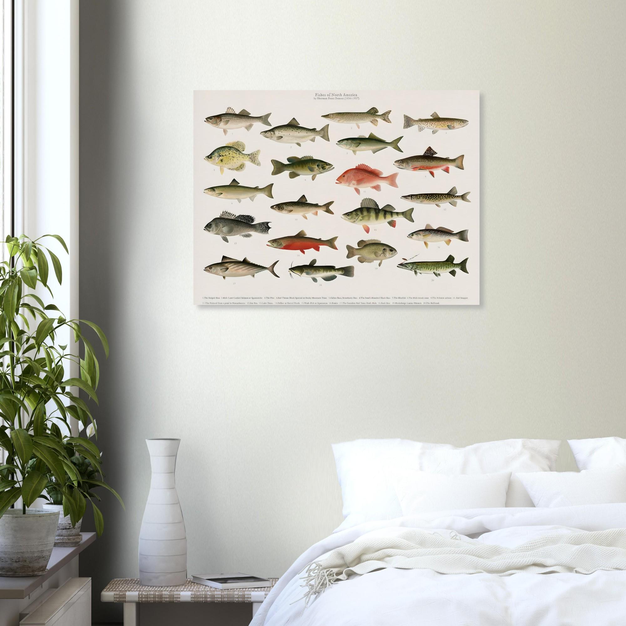 Vintage Fish of North America Poster - Captivating Fishing Art - Museum ...