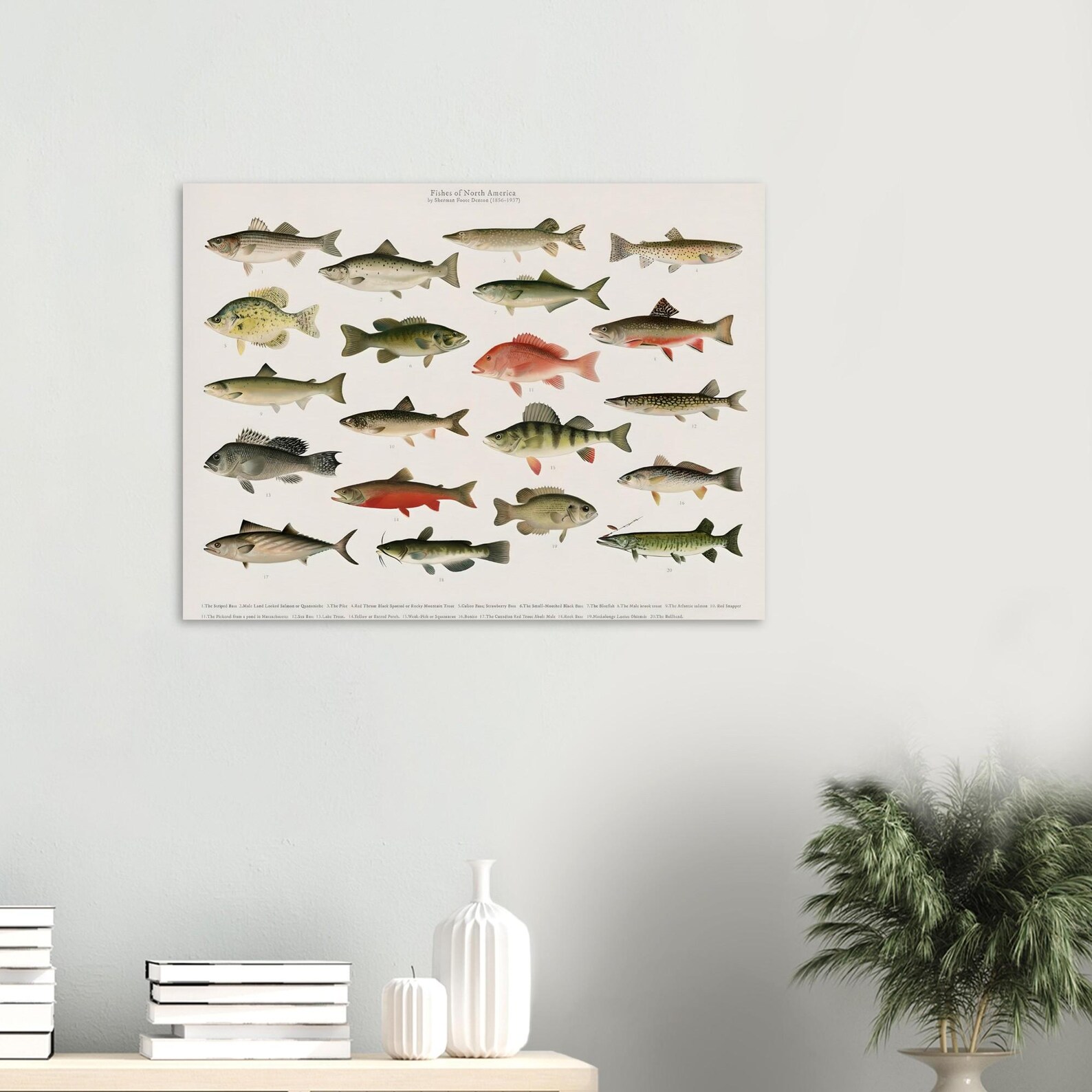Vintage Fish of North America Poster - Captivating Fishing Art - Museum ...