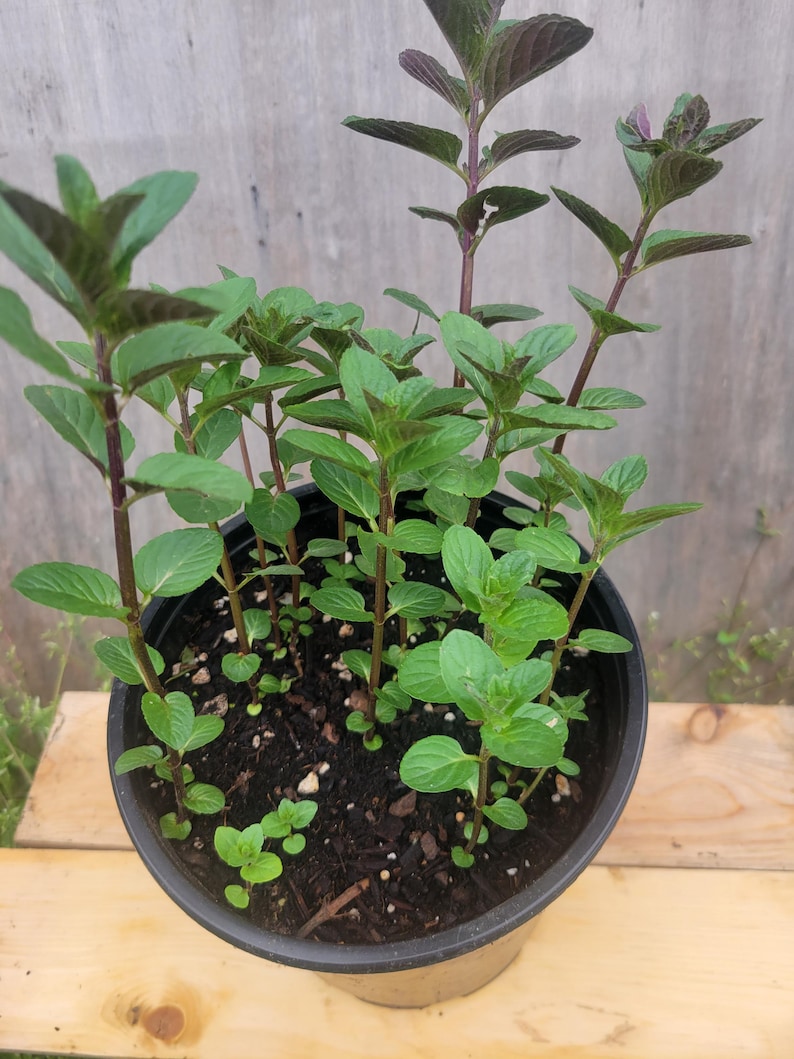 Peppermint Plant - Live Mint Herb - Aromatic Culinary & Tea Herb - Etsy
