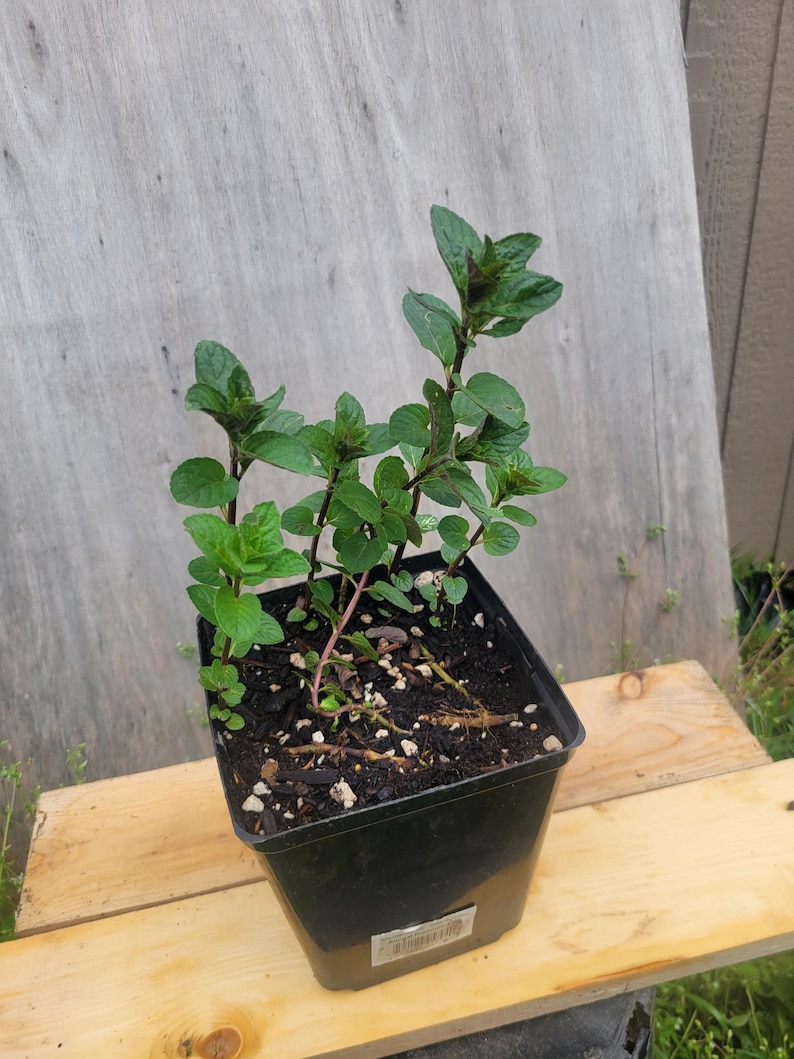 Peppermint Plant - Live Mint Herb - Aromatic Culinary & Tea Herb - Etsy