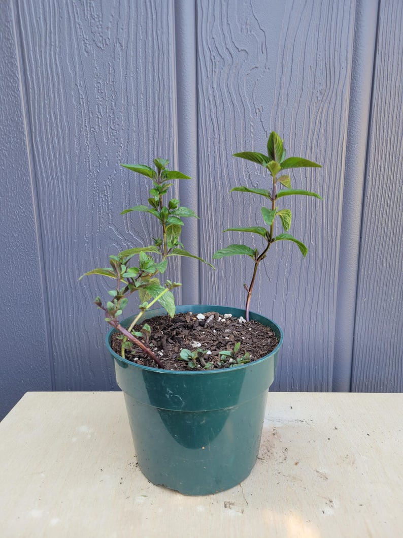 Peppermint Plant - Live Mint Herb - Aromatic Culinary & Tea Herb - Etsy