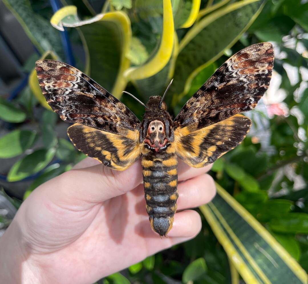 Real Death's Head Hawk Moth - Insect Frame Making - Wasp Bug Taxidermy ...