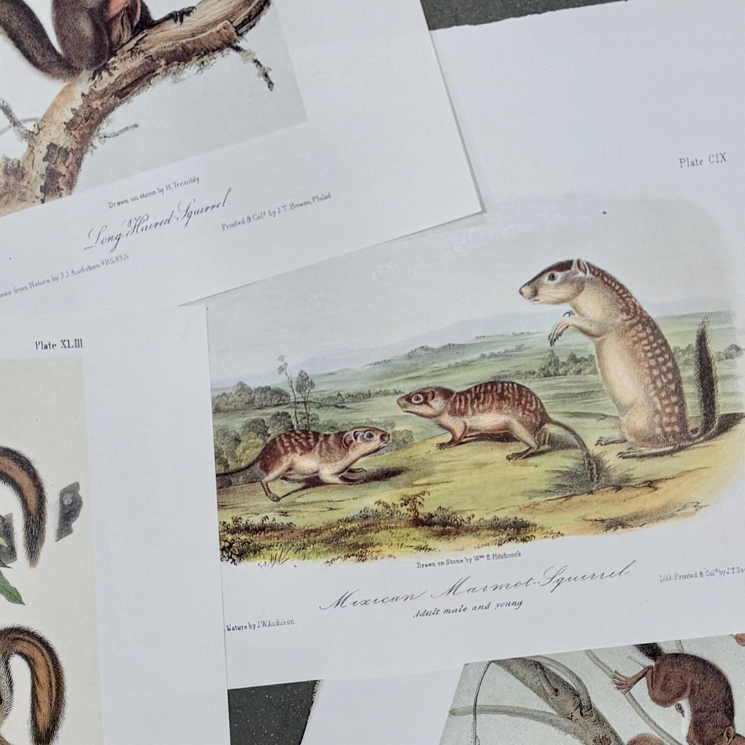 Vintage Lithograph Squirrels JW Audubon JT Bowen Hare Squirrel Long ...