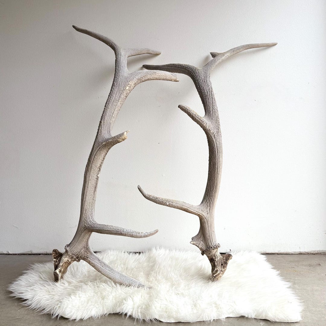 White Elk Antlers Set of Two Shed Antlers 6 Point Antlers Natural Decor ...