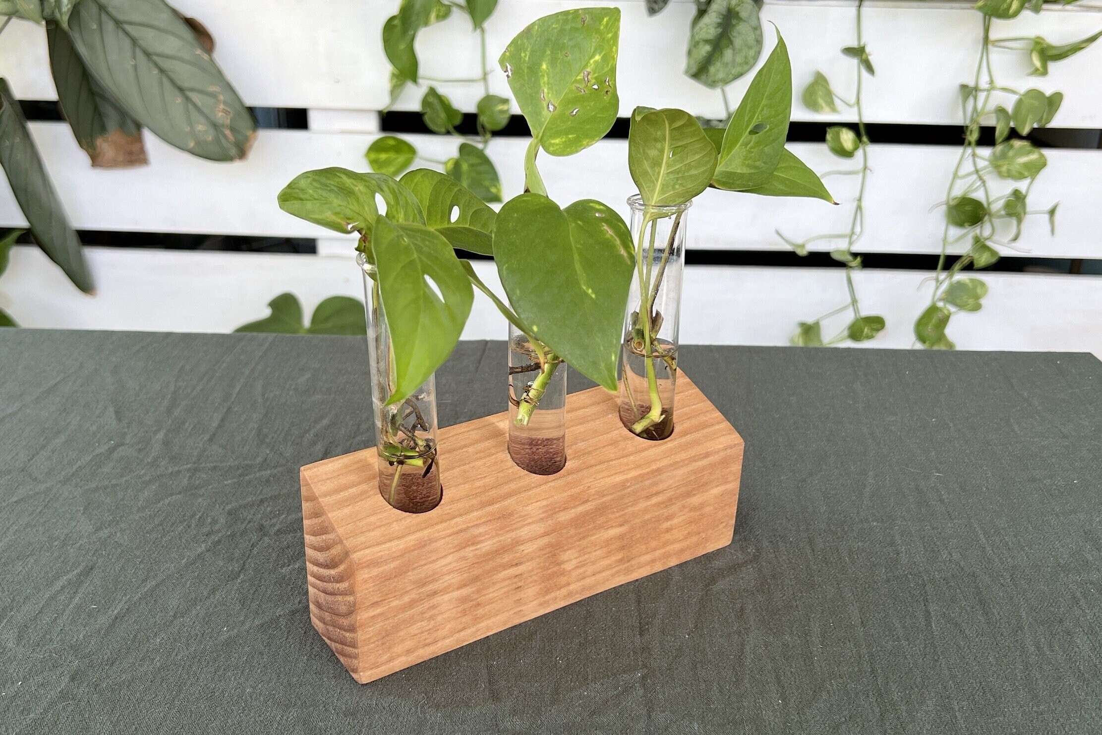 Wood Propagation Stand - Cherry Wood With 3 Glass Vials - Etsy