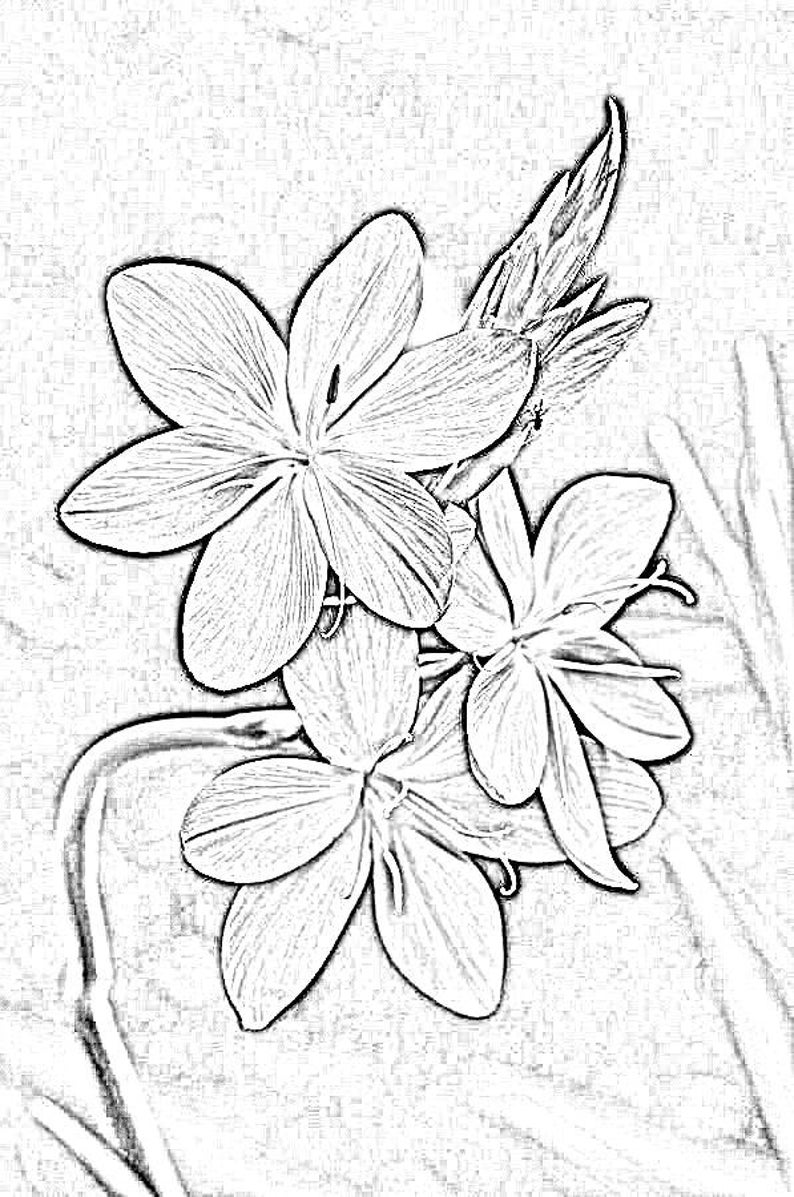 Coloring Pages for Kids | Printable Sketches for Coloring | Fun Art ...