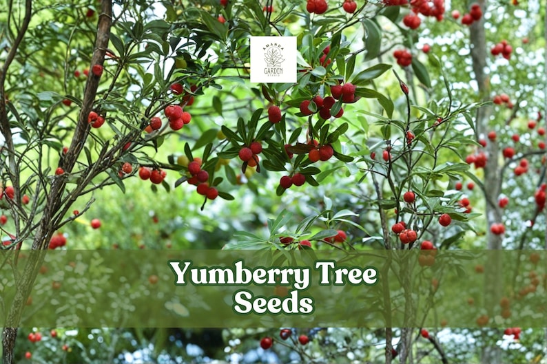 10 Yumberry Tree Seeds: Exotic Chinese Bayberry (myrica Rubra) - Etsy