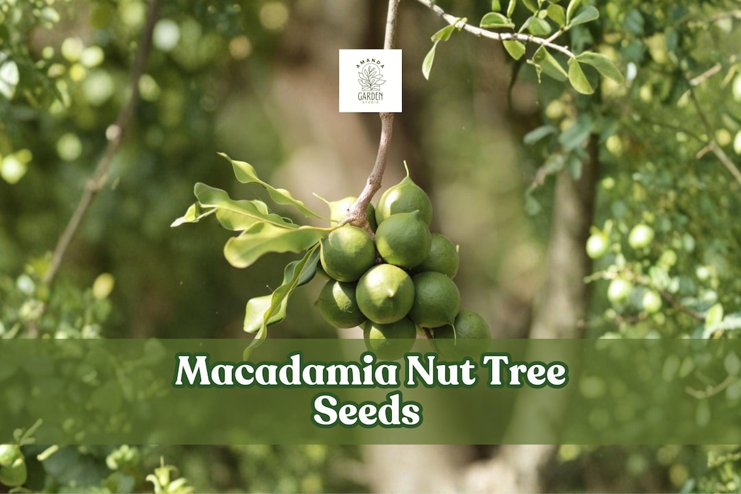Macadamia Nut Tree Seeds: Tropical Evergreen, Edible Nuts (5 Seeds) - Etsy