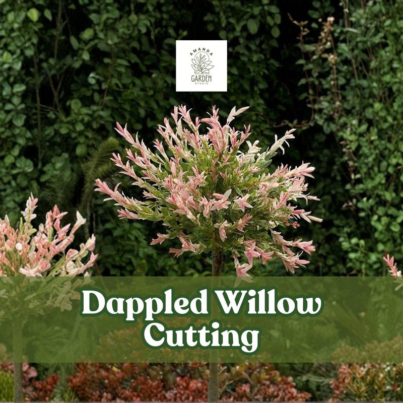 Dappled Willow Tree - Etsy
