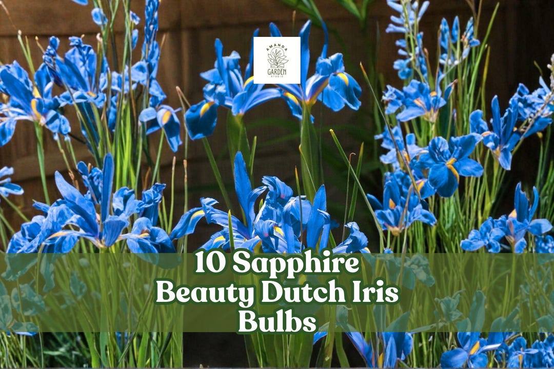 10 Sapphire Beauty Dutch Iris Bulbs | Vibrant Blue Blooms | Easy to ...