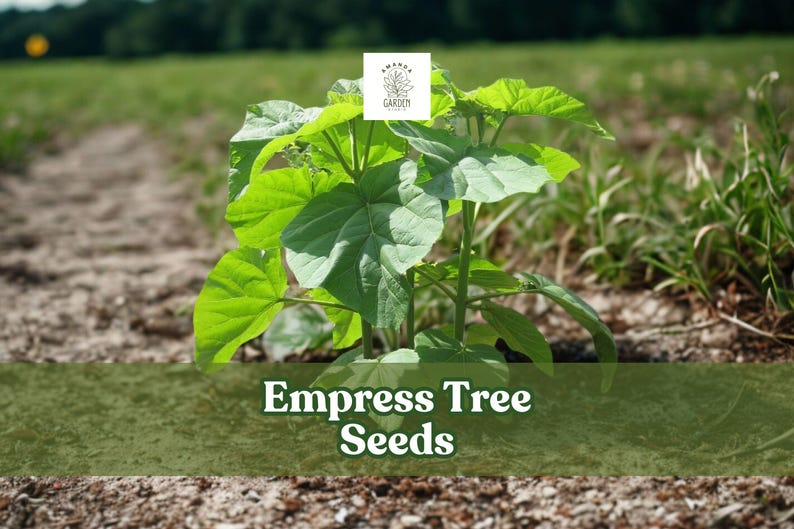 Empress Tree Seeds (100) | Paulownia Tomentosa, Fast Growing - Etsy