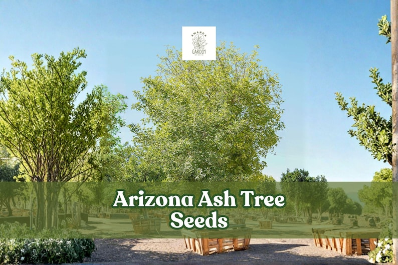 30 Arizona Ash Tree Seeds | Fast-growing, Drought Tolerant Shade Tree ...