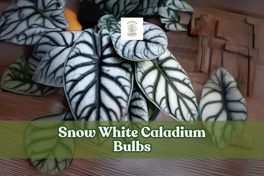 2 Snow White Caladium Bulbs: Tropical Shade Perennial - Etsy