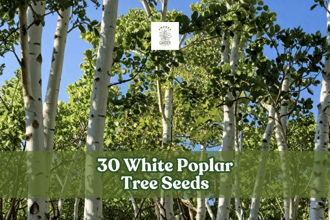30 White Poplar Tree Seeds | Populus Alba | Fast-growing Ornamental ...