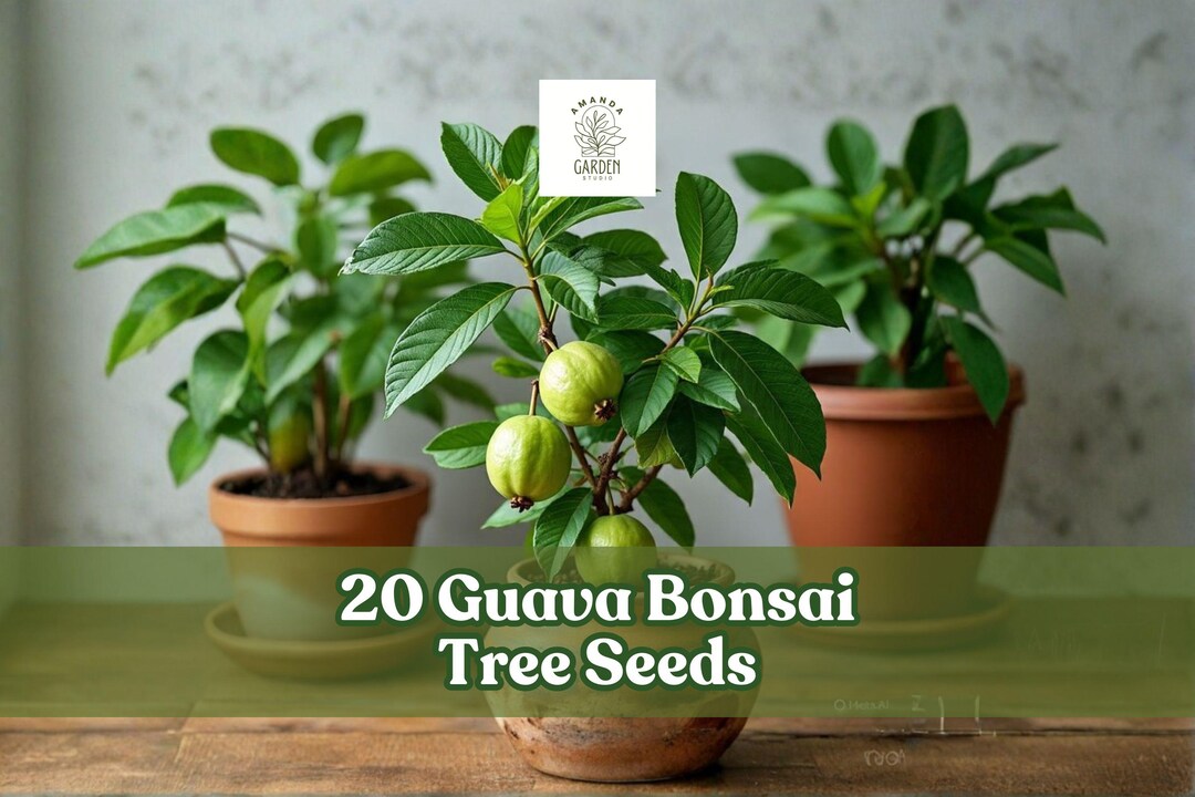 20 Guava Bonsai Tree Seeds for Planting - Etsy
