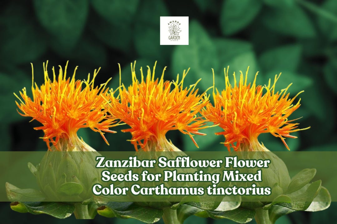30 Zanzibar Safflower Seeds – Mixed Color Carthamus Tinctorius for ...