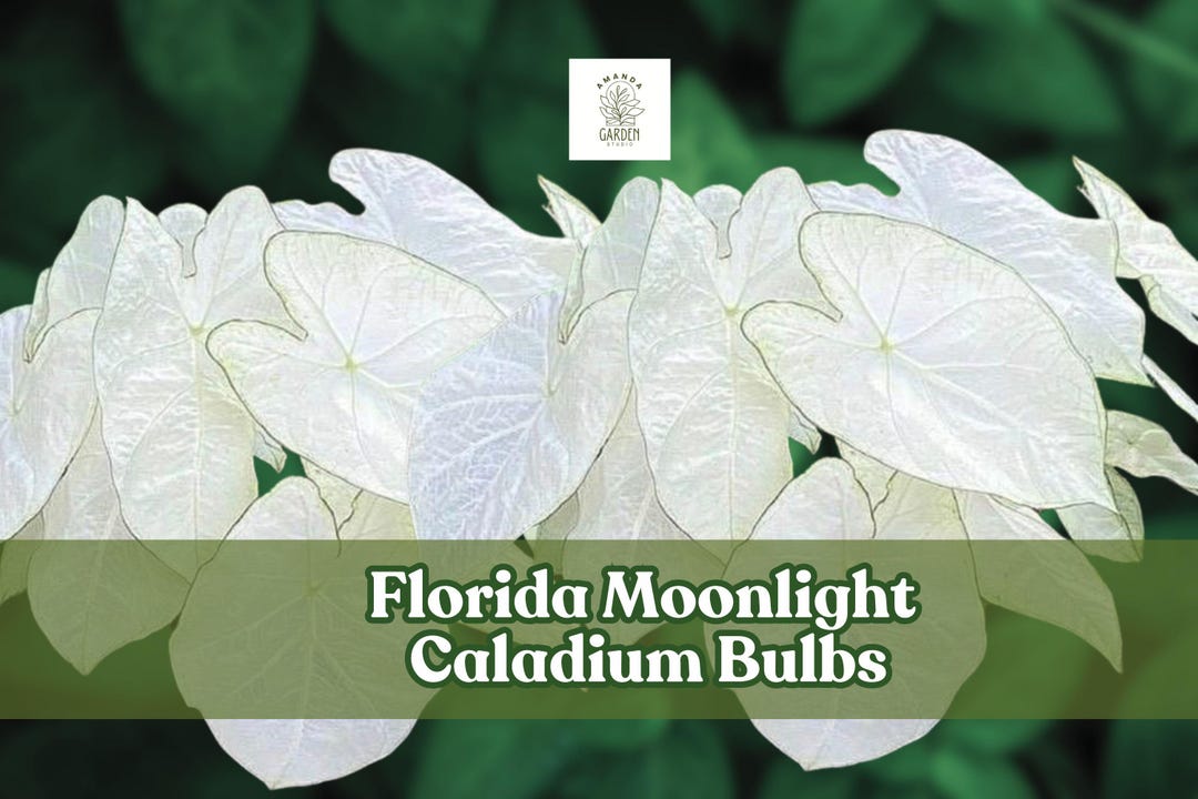 2 Florida Moonlight Caladium Bulbs – Bright White Foliage for Shady ...