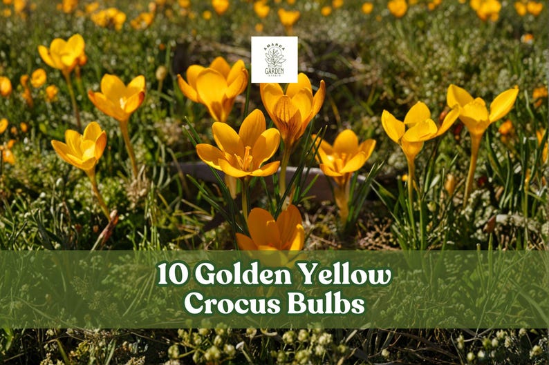 10 Golden Yellow Crocus Bulbs Early Spring Garden Blooms - Etsy