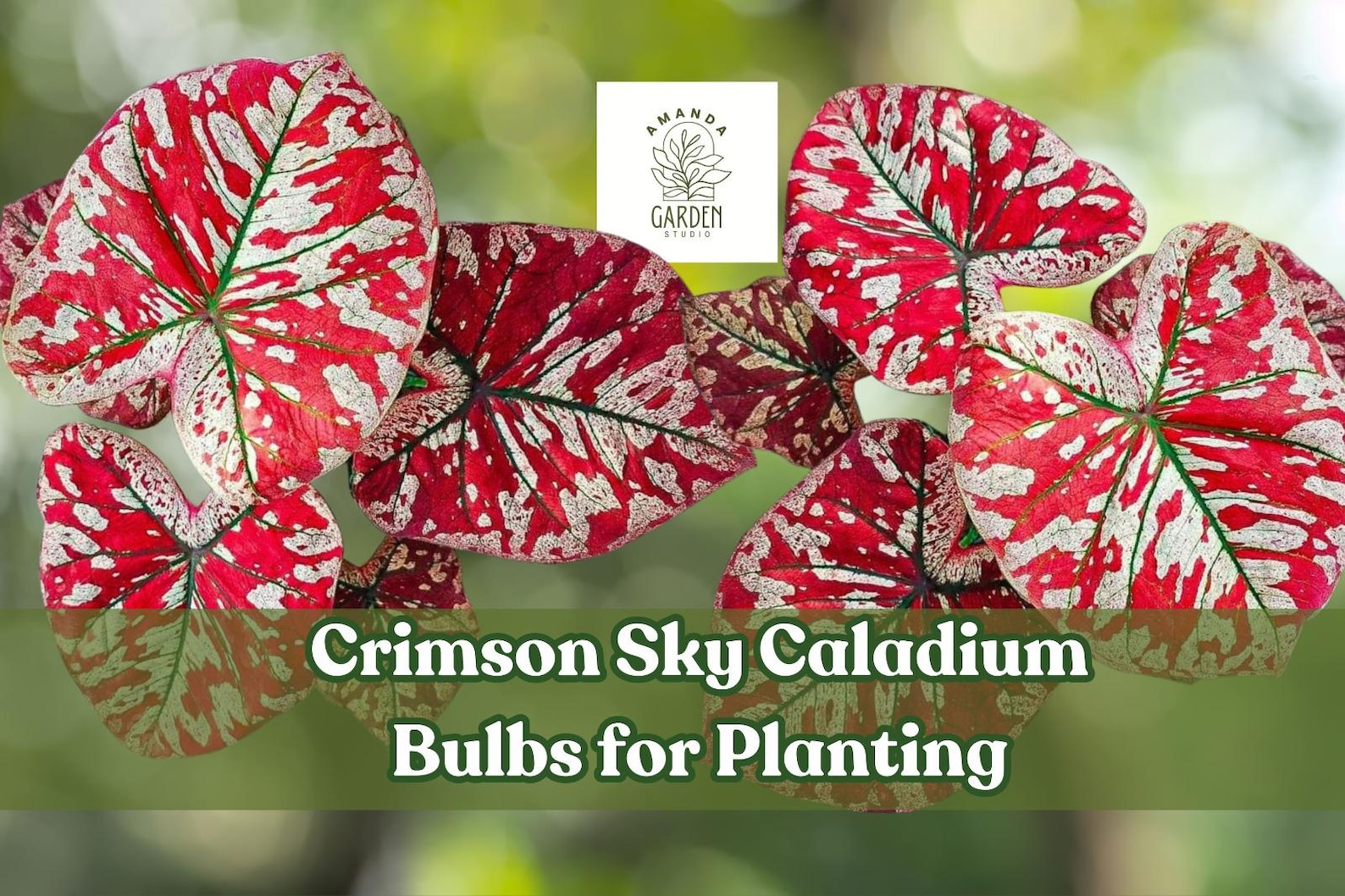 Crimson Sky Caladium Bulbs: Red & Green Foliage, Shade Loving (6 Bulbs ...
